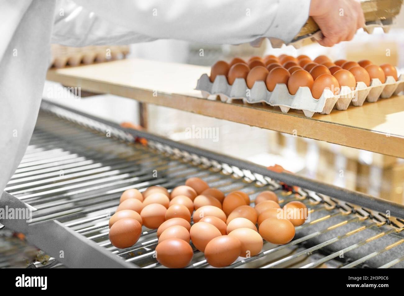 Factory Chicken egg production. Worker sort chicken eggs on conveyor ...