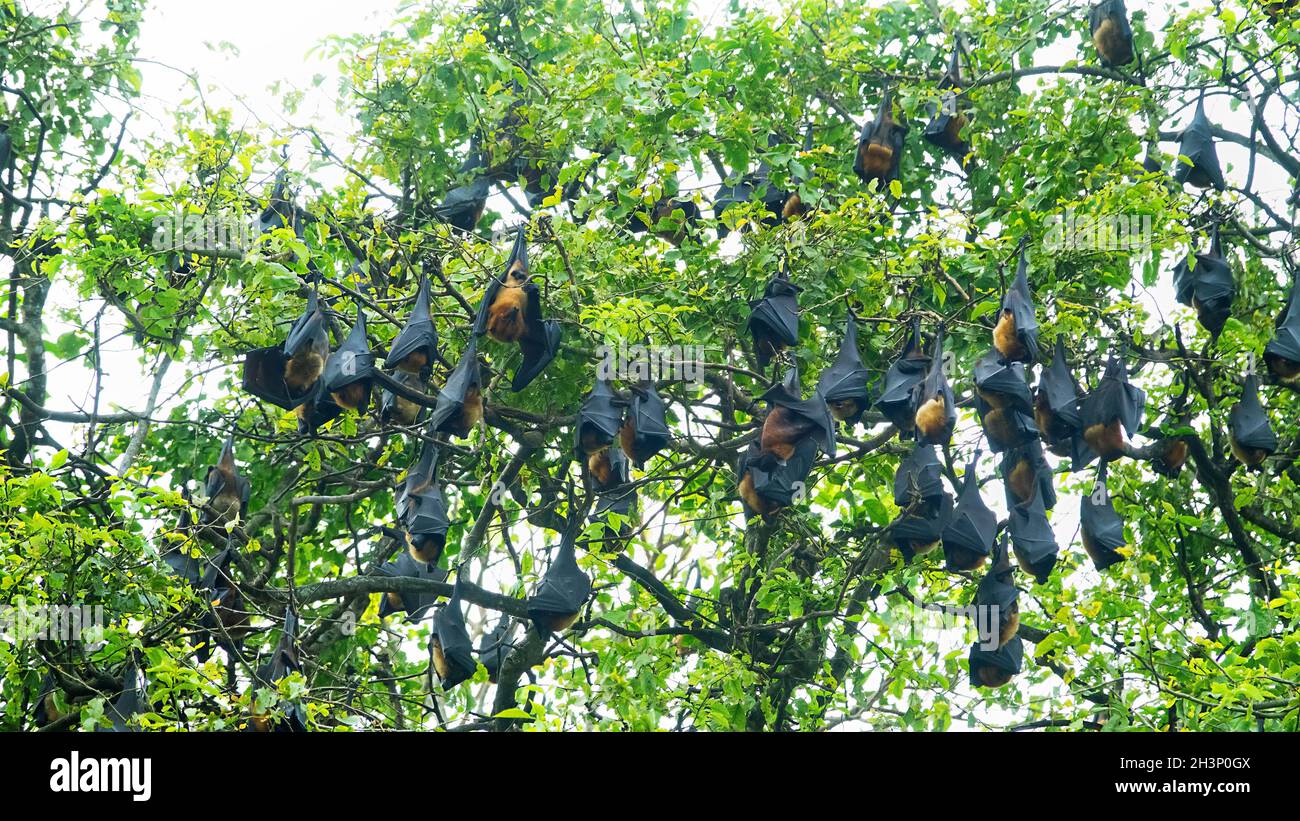 Many Indian flying fox Stock Photo - Alamy