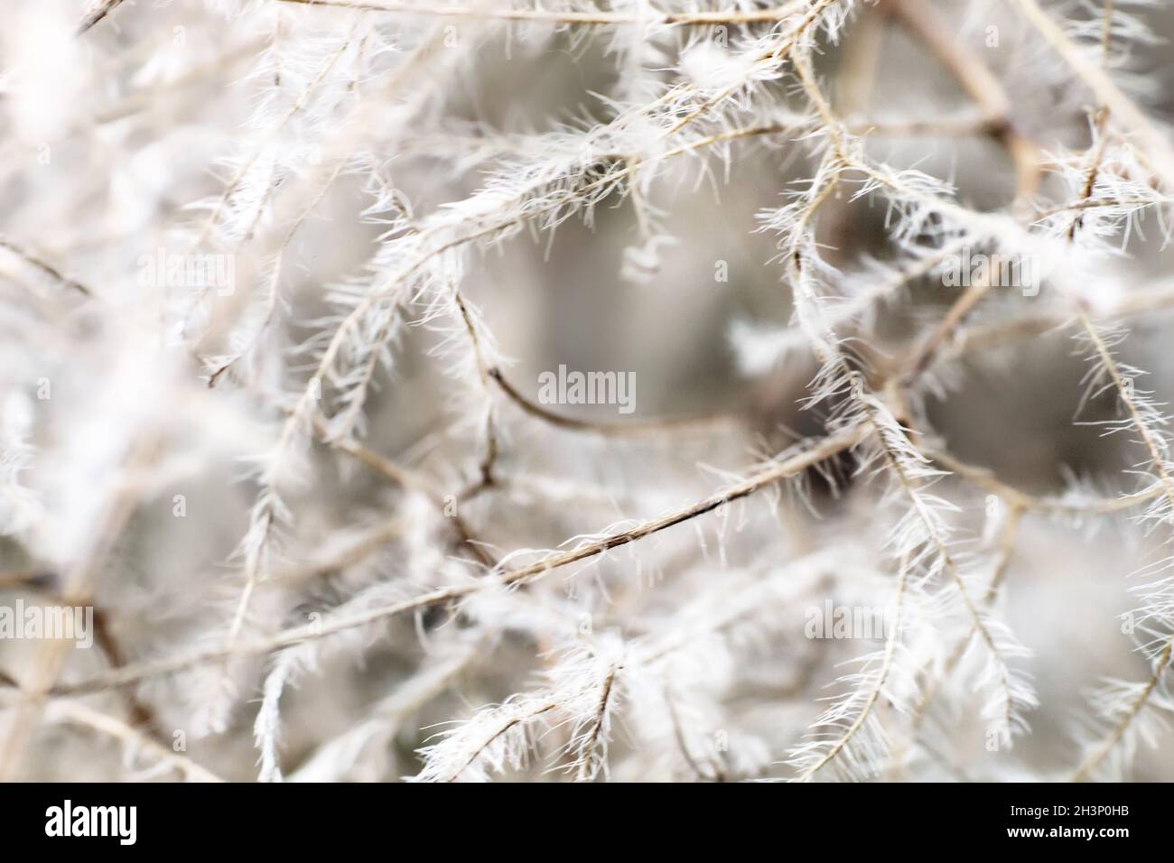 Pappus (fruits) plants look like delicate feathers Stock Photo - Alamy