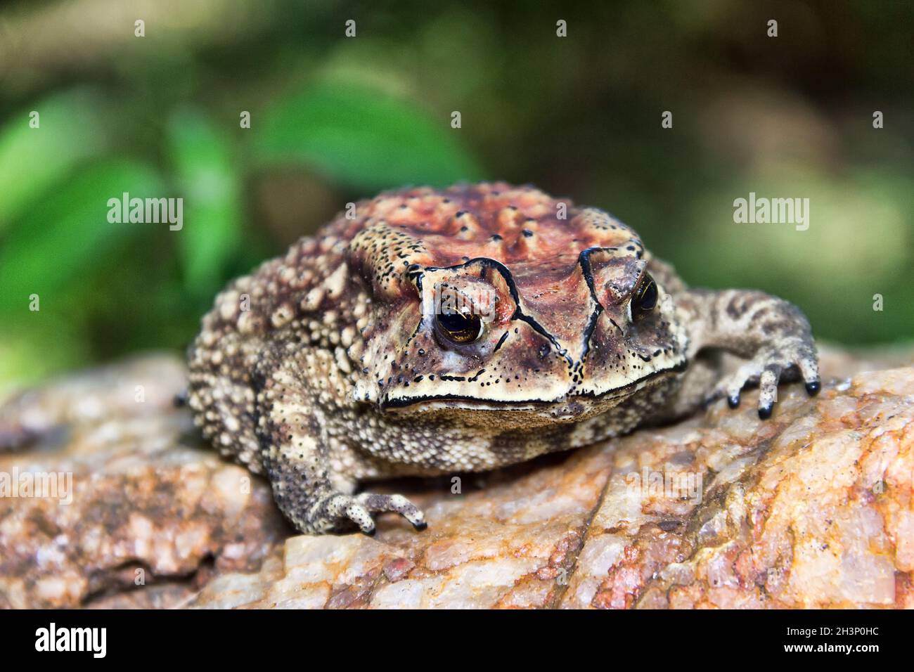 Ferguson's toad (Bufo fergusonii) in past Schneider's (dwarf) toad ...
