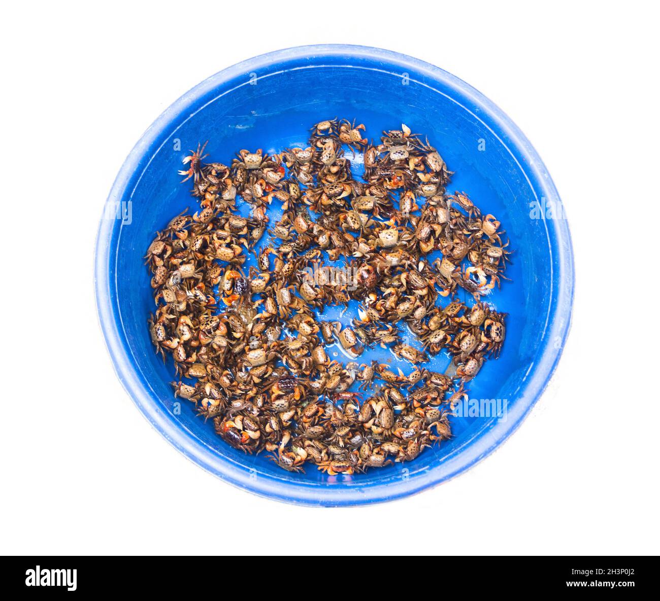 Small marine animals Cut Out Stock Images & Pictures - Alamy