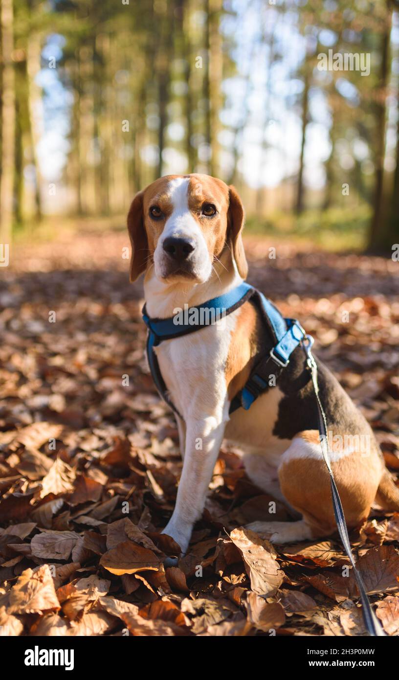 The beagle dog sitting in autumn forest Stock Photo - Alamy