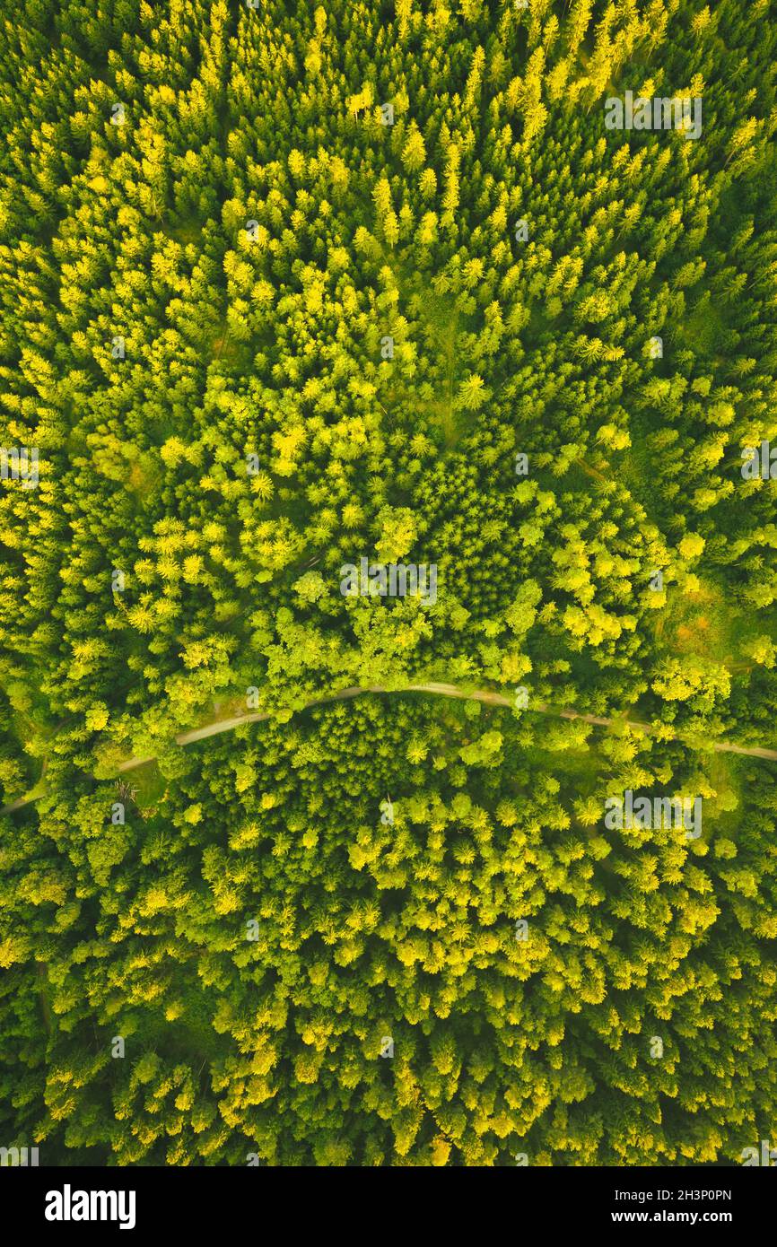 Aerial view of green alpine forest. Drone shoot Stock Photo - Alamy