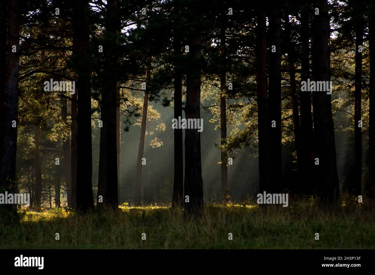 See dark trees hi-res stock photography and images - Alamy