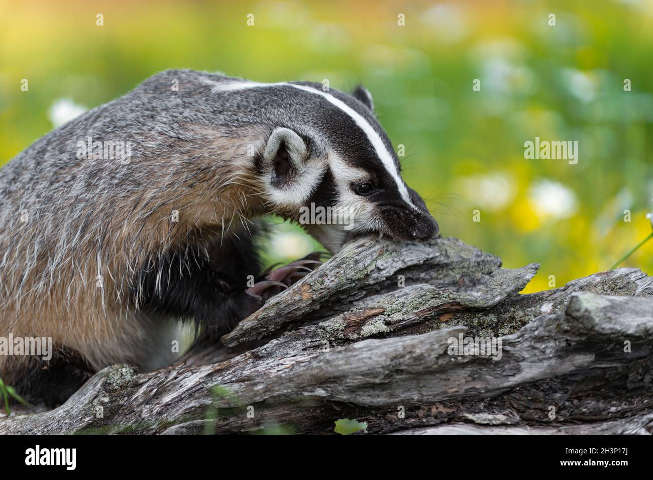 North American Badger (Taxidea taxus) Bites at Log Summer - captive ...