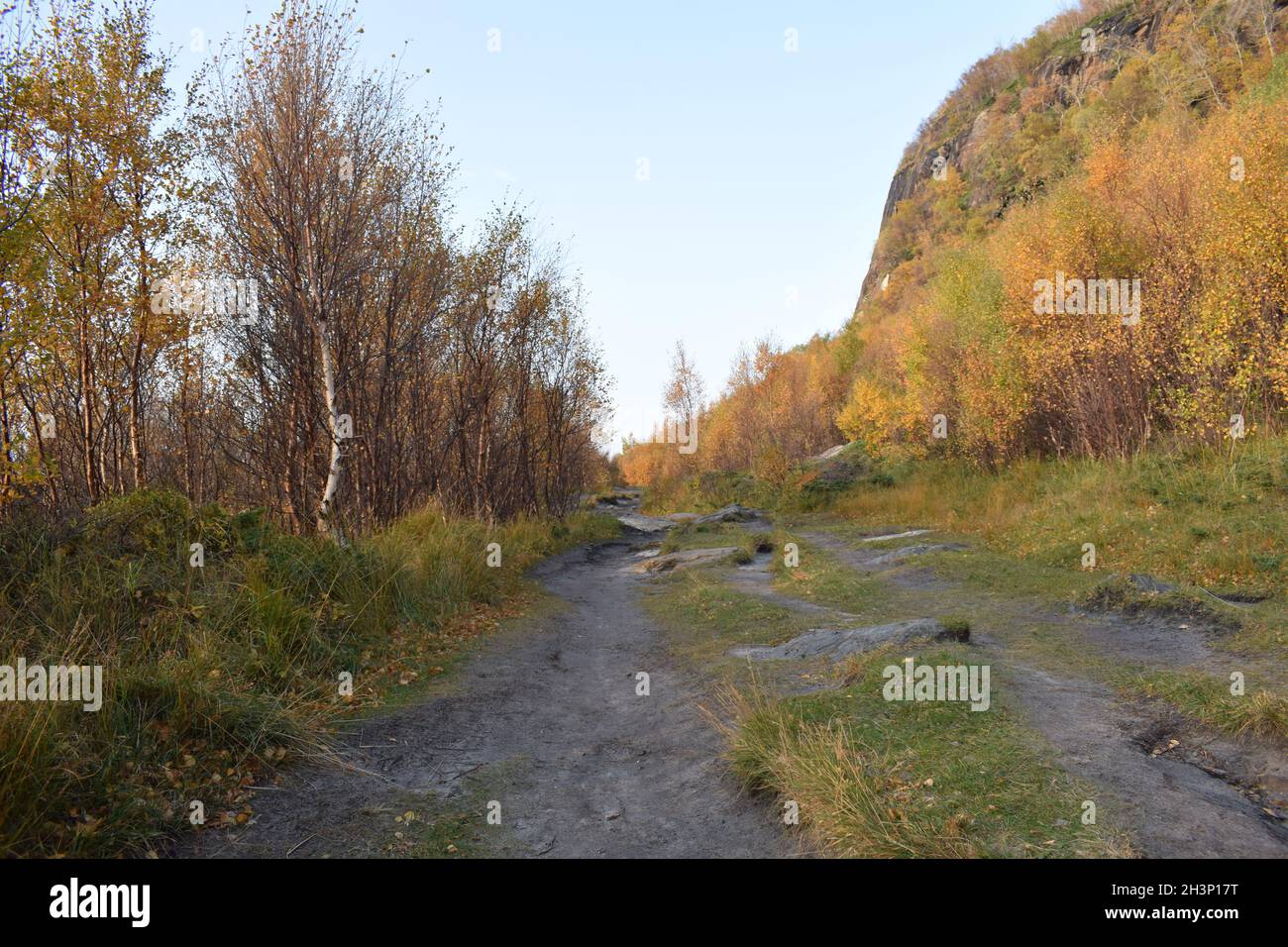 A path going into the deep forest. Natural adventure Stock Photo - Alamy
