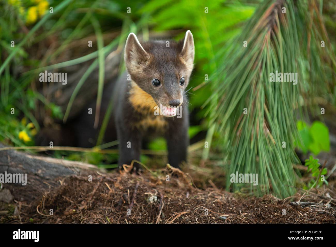 American Pine Marten (Martes americana) Pops Head Out from Burrow ...
