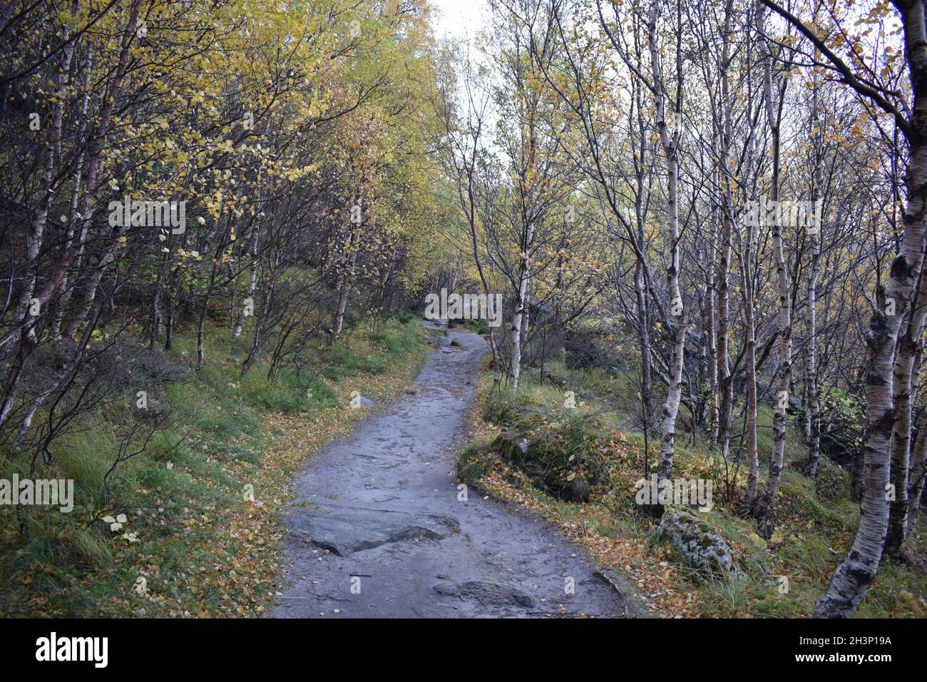 A path going into the deep forest. Natural adventure Stock Photo - Alamy