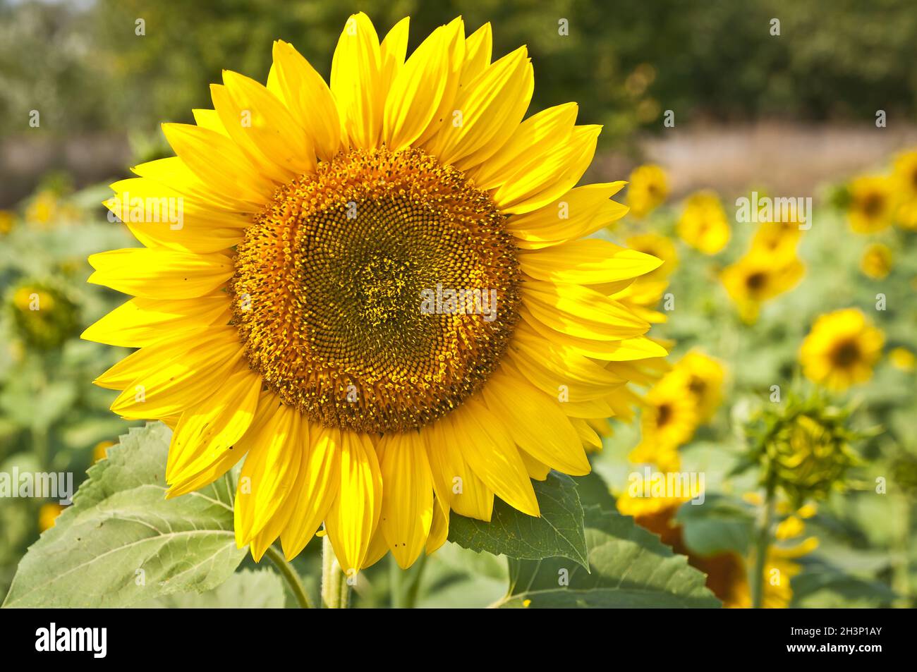 Sunflower in summer Stock Photo - Alamy