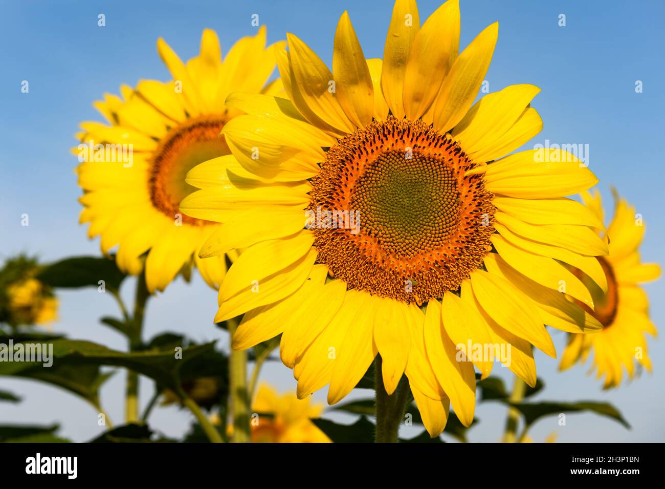 Two orange sunflowers hi-res stock photography and images - Alamy