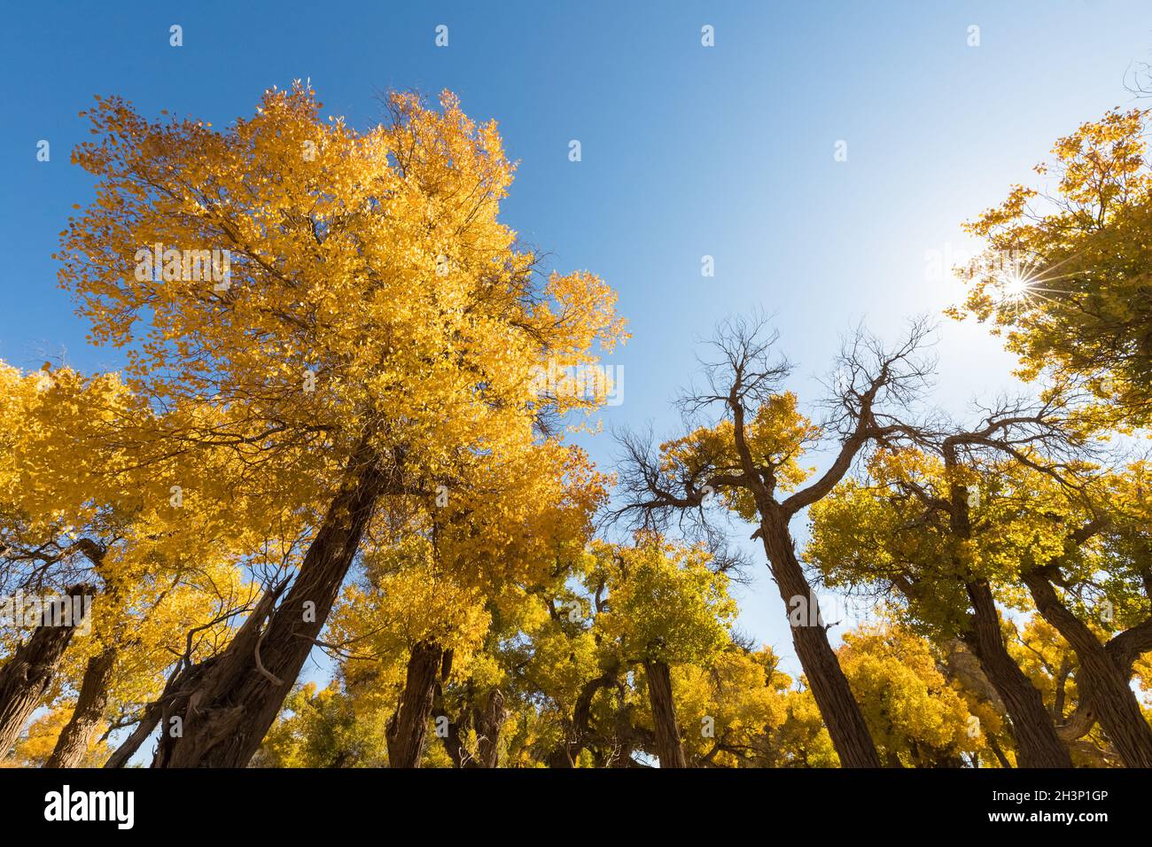 Golden populus euphratica forest in autumn Stock Photo - Alamy