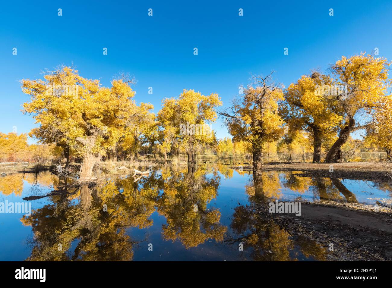 Populus euphratica forest in autumn Stock Photo - Alamy