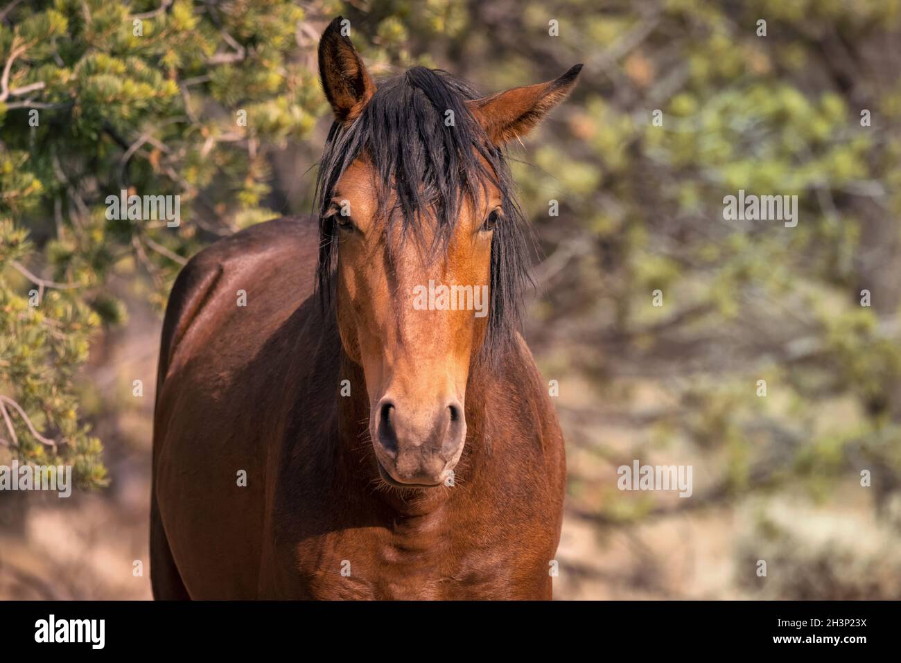 A Wild Horse Poses for the Camera Stock Photo - Alamy