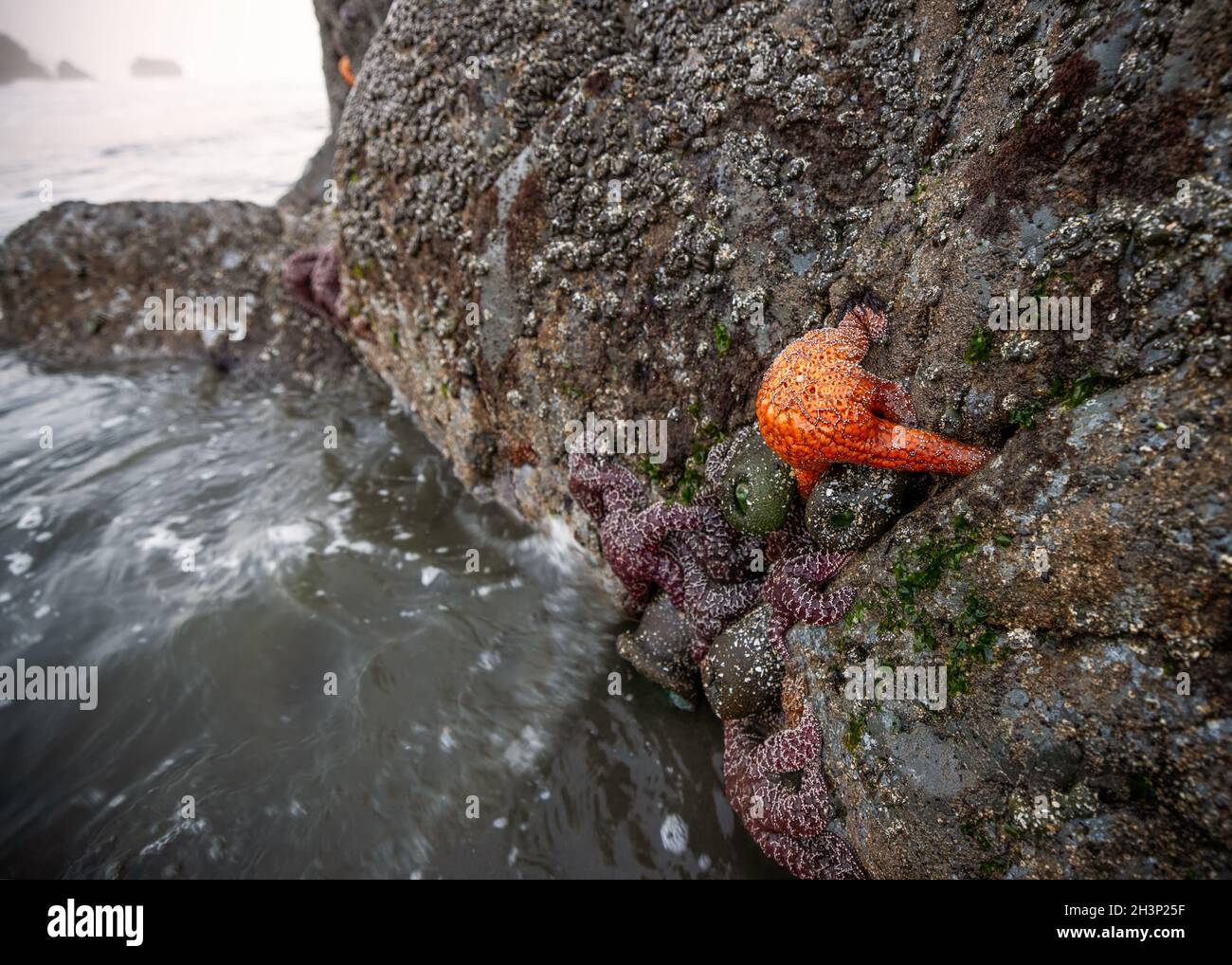 Starfish in rock pool hi-res stock photography and images - Alamy