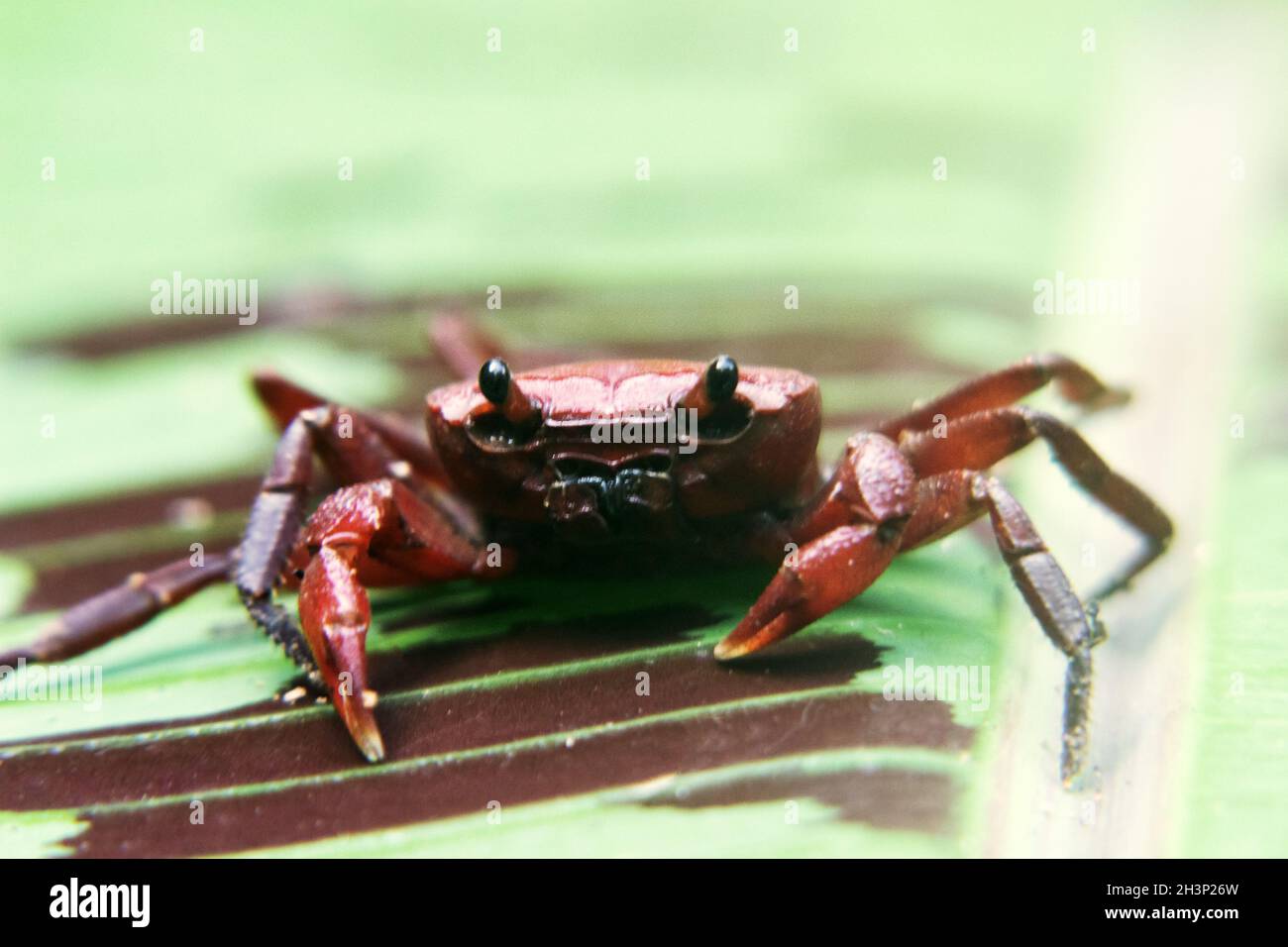 Freshwater river crab Stock Photo - Alamy
