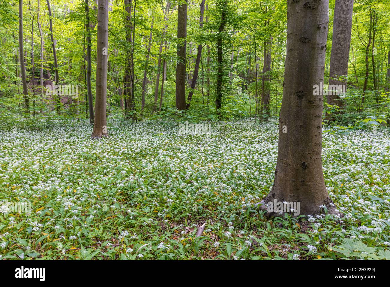 Goldbach MÃ¶nchemÃ¼hle Blankenburg waterfall Stock Photo - Alamy