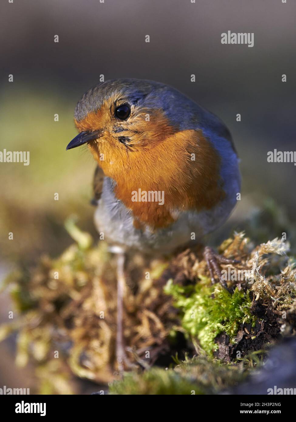 Robin birds hi-res stock photography and images - Alamy