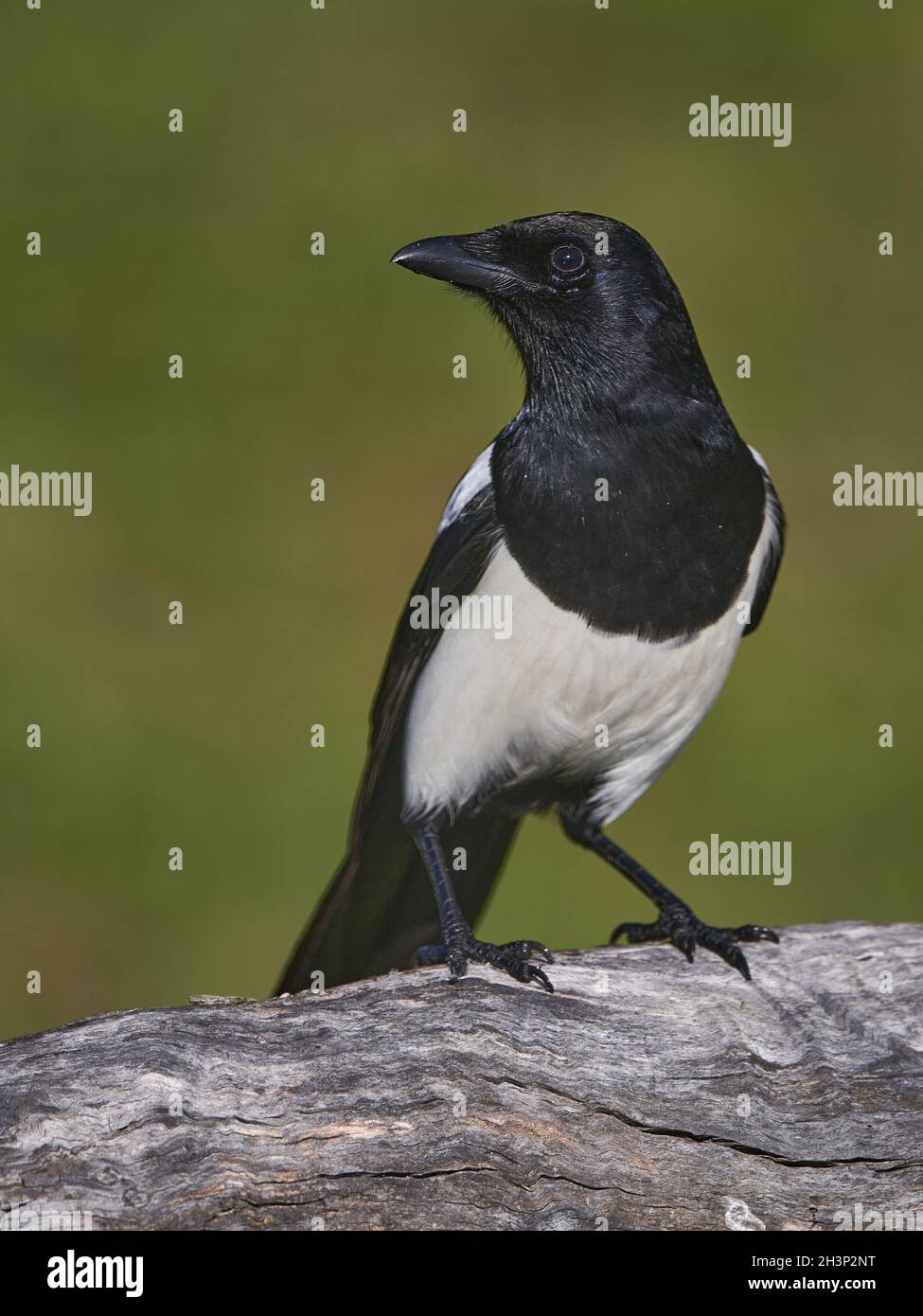 Magpie colours hi-res stock photography and images - Alamy
