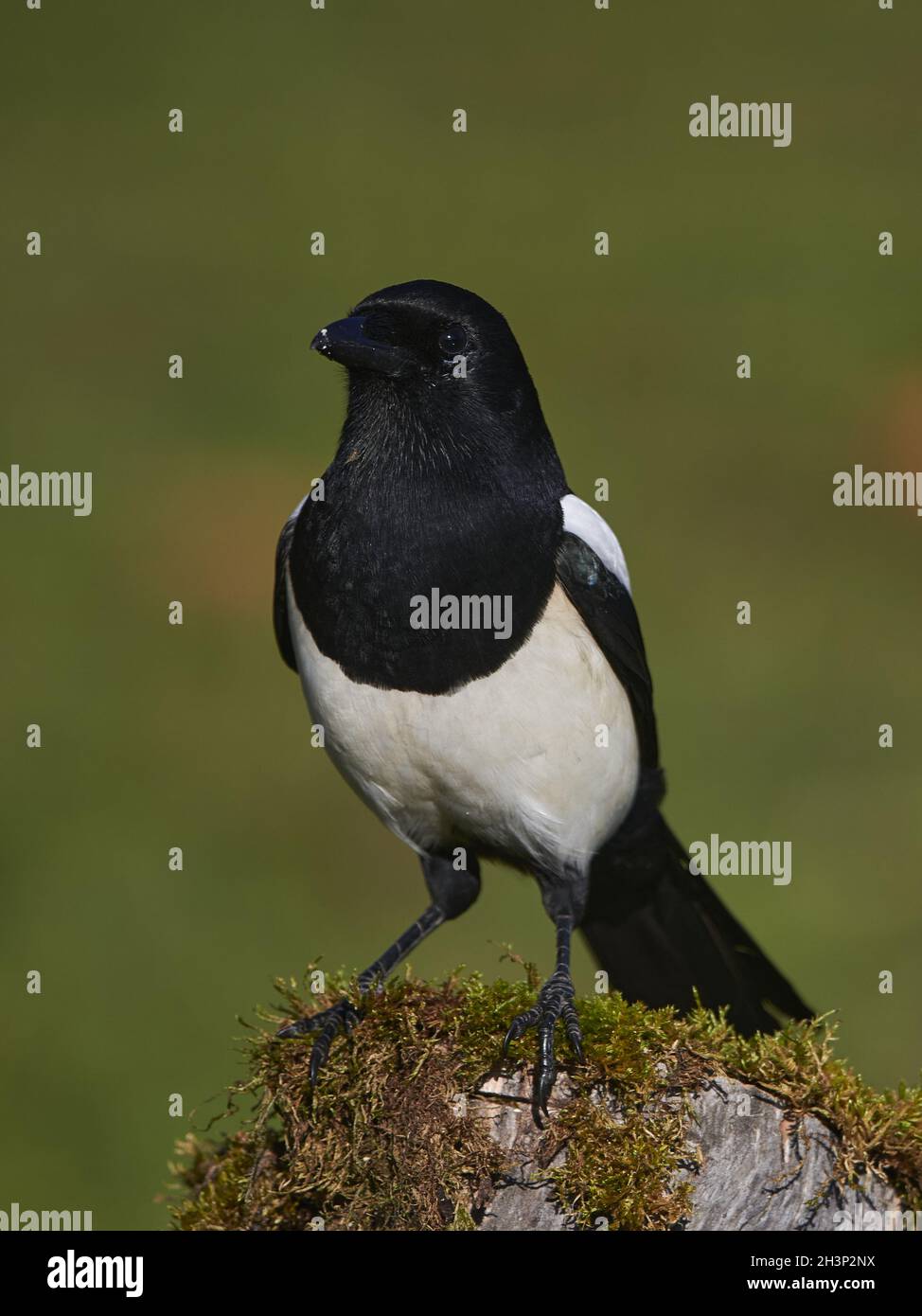 Magpie picture hi-res stock photography and images - Alamy