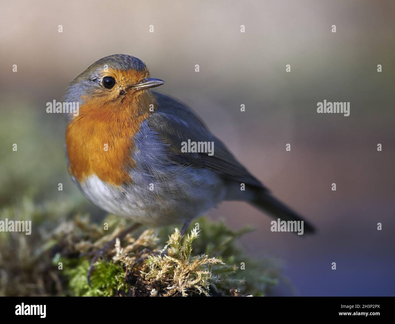 Robin birds hi-res stock photography and images - Alamy