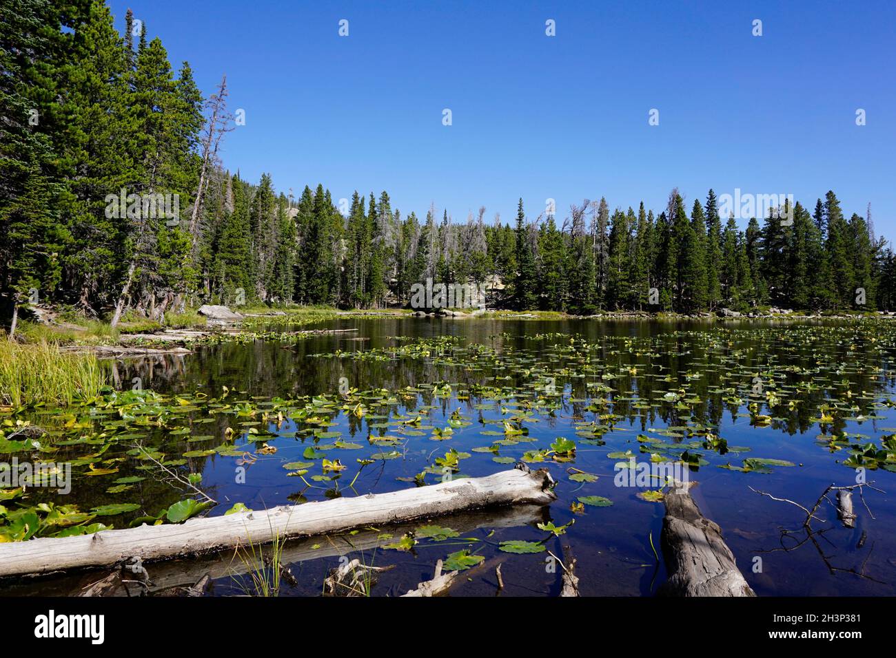 Nymph Lake with logs and lily pads under a blue sky Stock Photo - Alamy