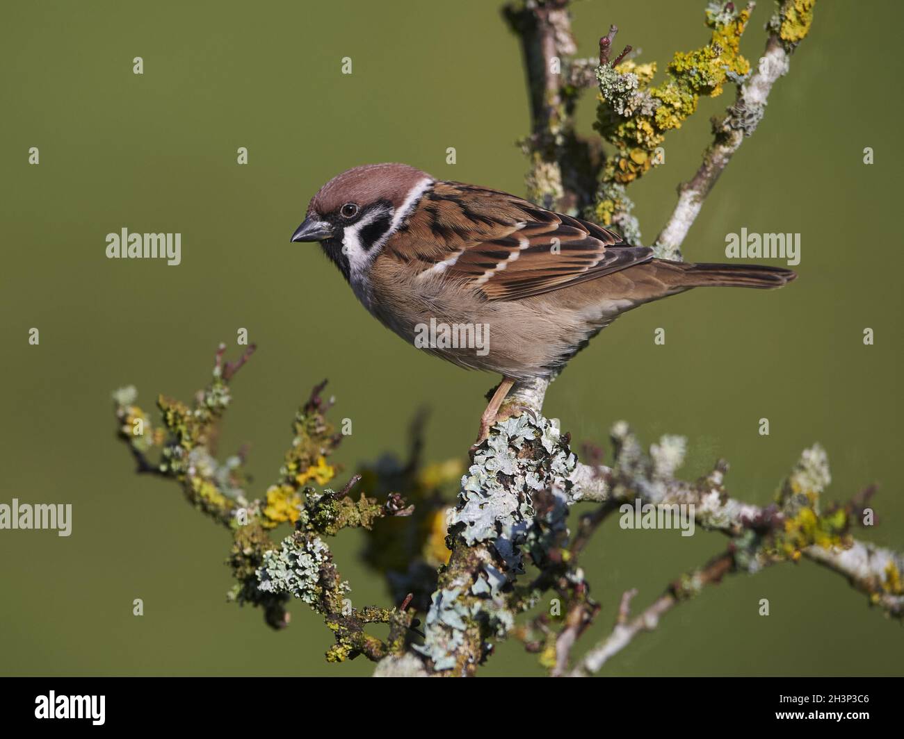 Eurasian Tree Sparrow Stock Photo - Alamy
