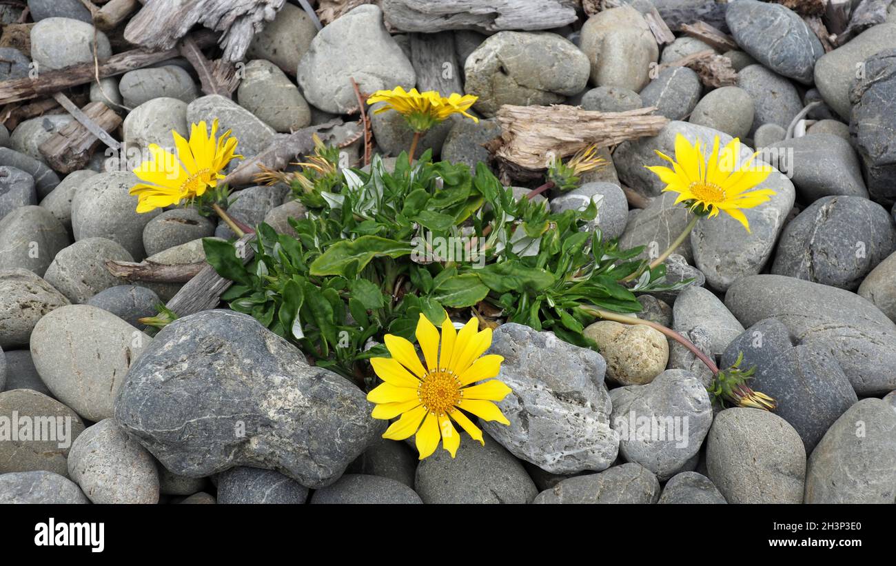 One daisy plant in beach stones hi-res stock photography and images - Alamy