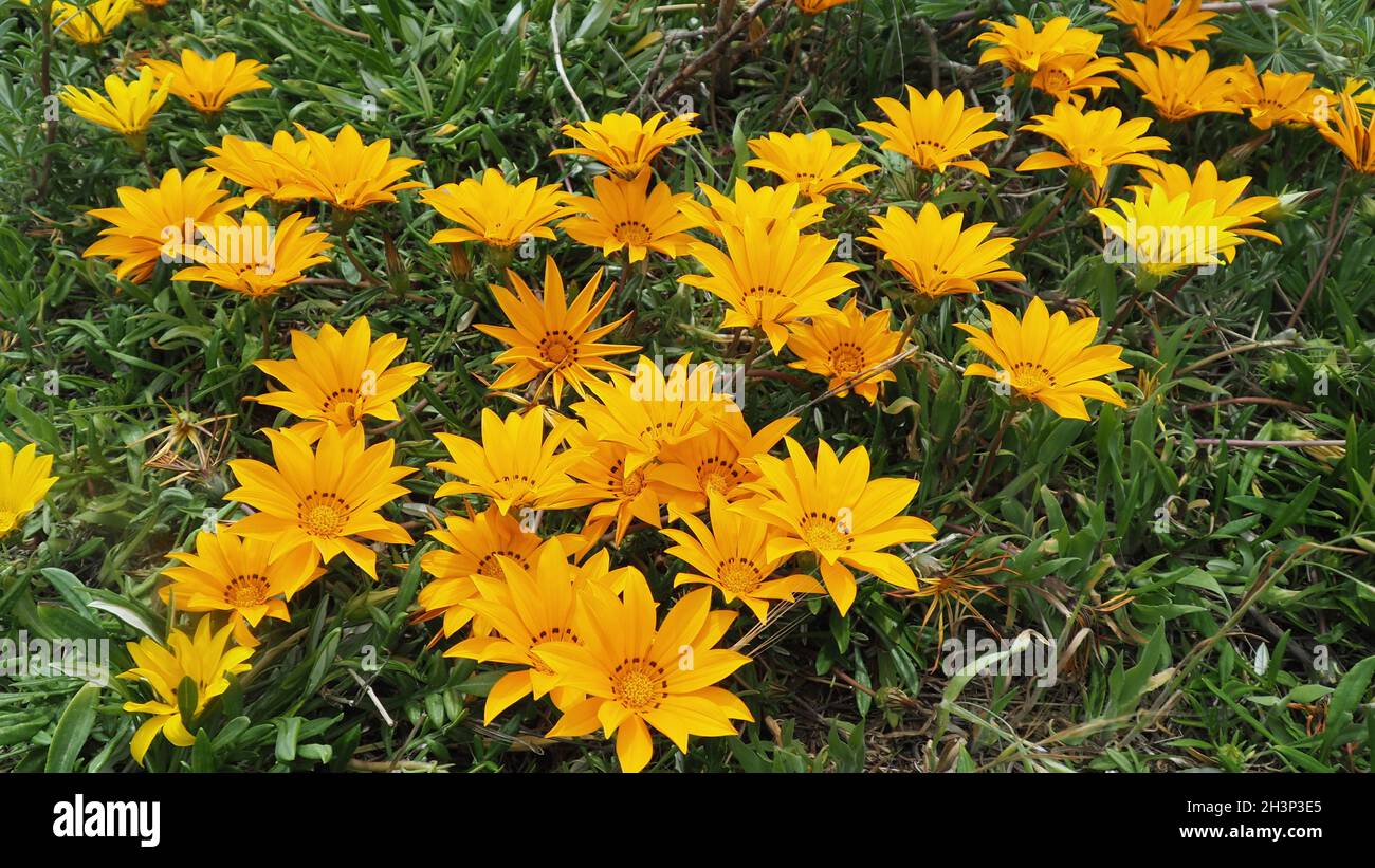 Beach daisies new zealand hi-res stock photography and images - Alamy