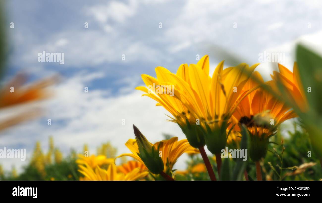 Cheerful yellow daisies proliferate at a New Zealand beach in summer ...