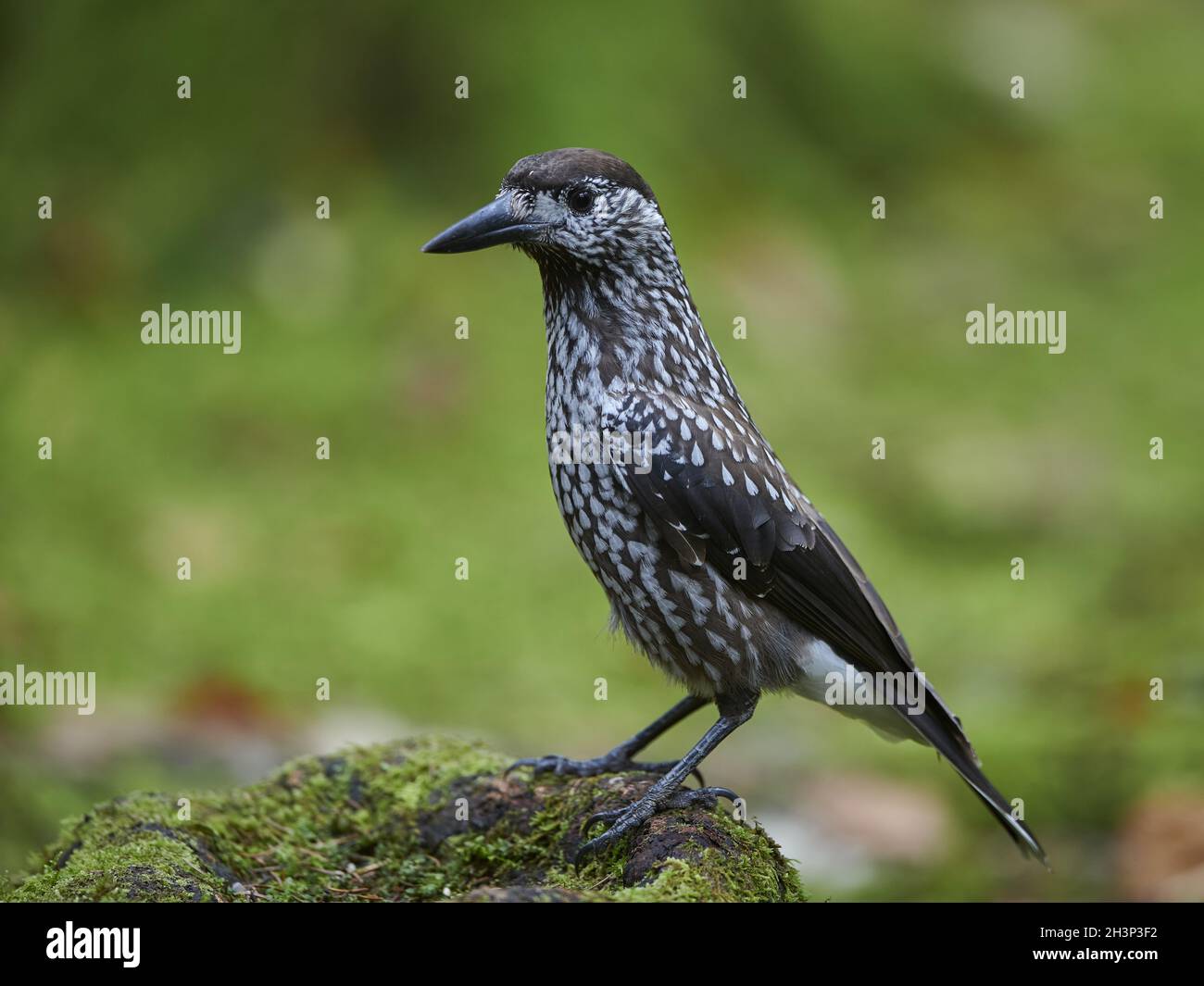 Nutcracker bird hi-res stock photography and images - Alamy