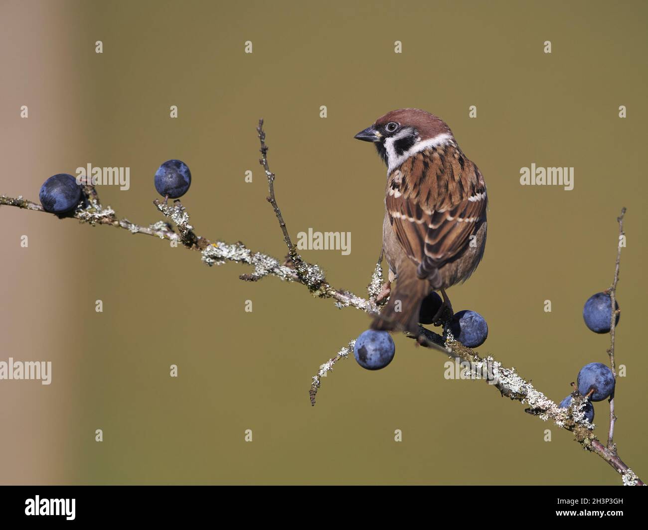 Eurasian Tree Sparrow Stock Photo - Alamy
