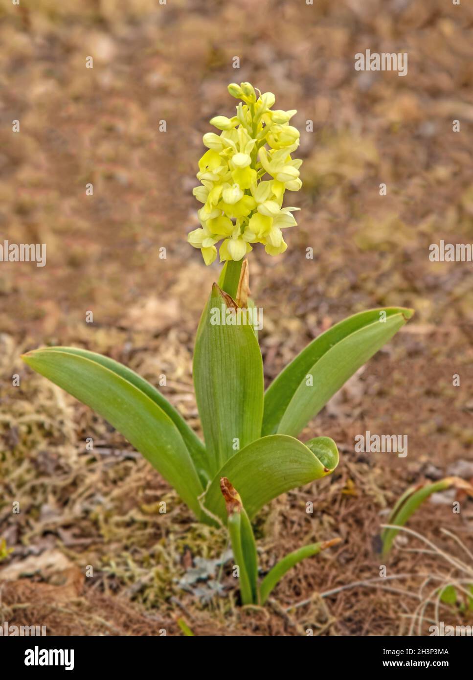 Plants orchis hi-res stock photography and images - Alamy