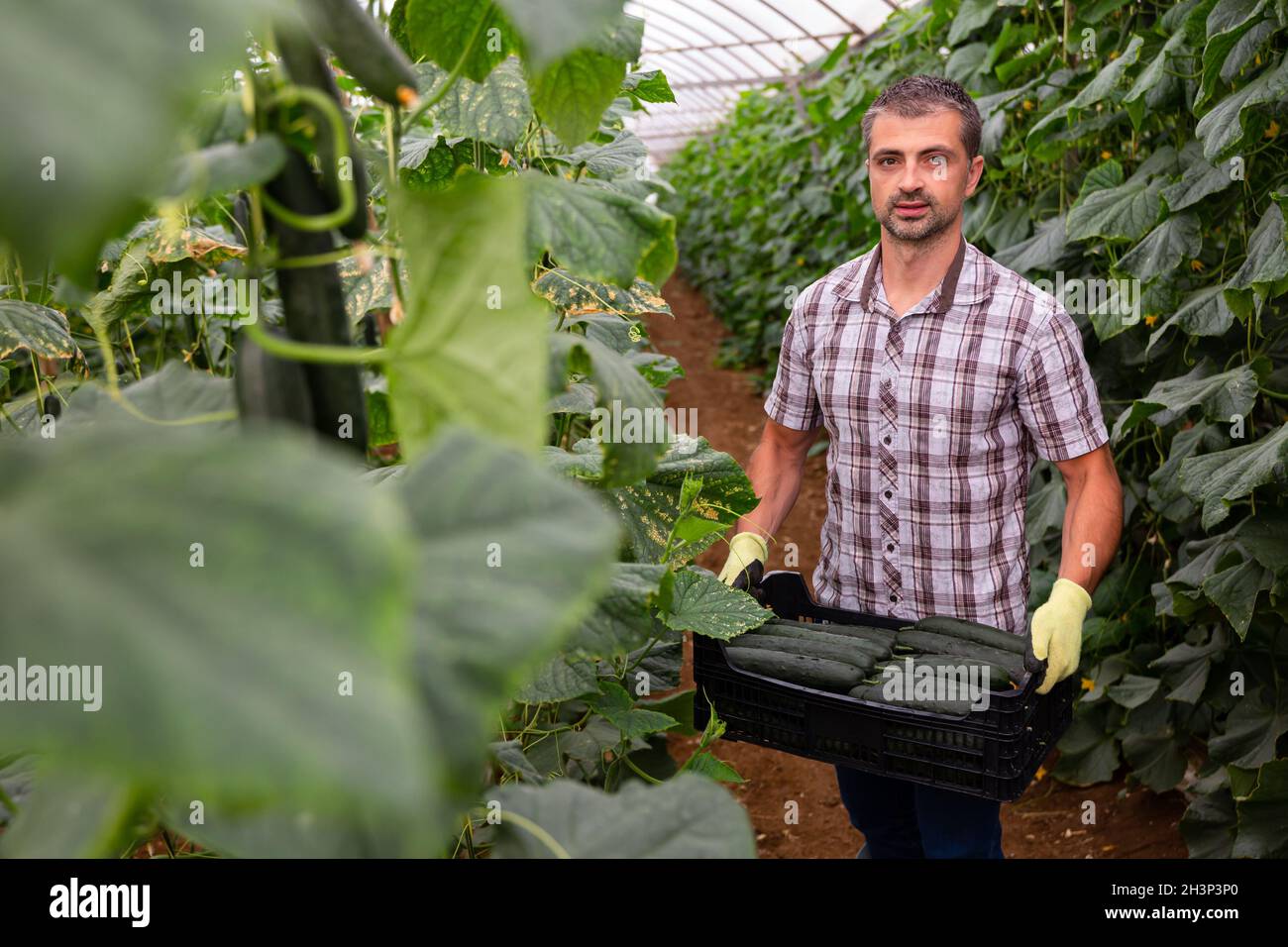 Greenhouse full cucumbers hi-res stock photography and images - Alamy