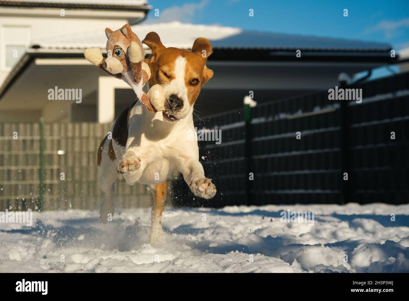 Dog jumping snow hi-res stock photography and images - Alamy