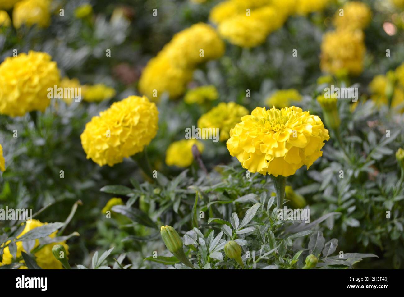 Marigold green flowers hi-res stock photography and images - Alamy