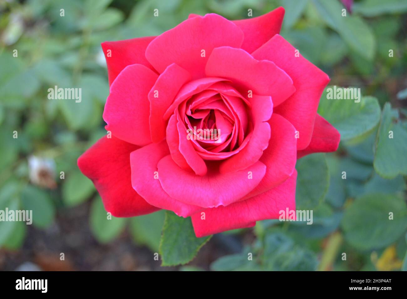 Red color rose hi-res stock photography and images - Alamy