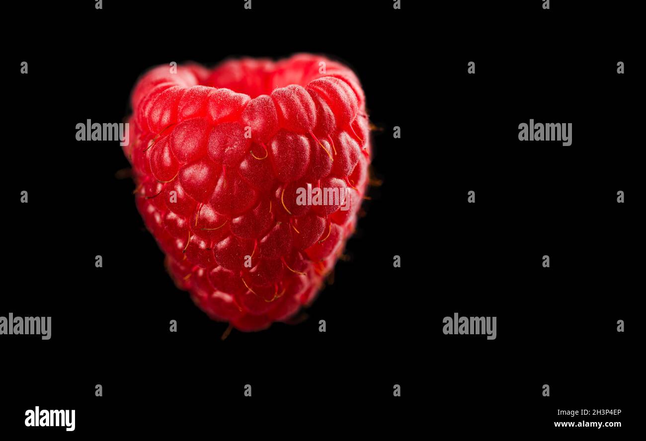 One raspberry closeup isolated on black background. Very detailed macro ...