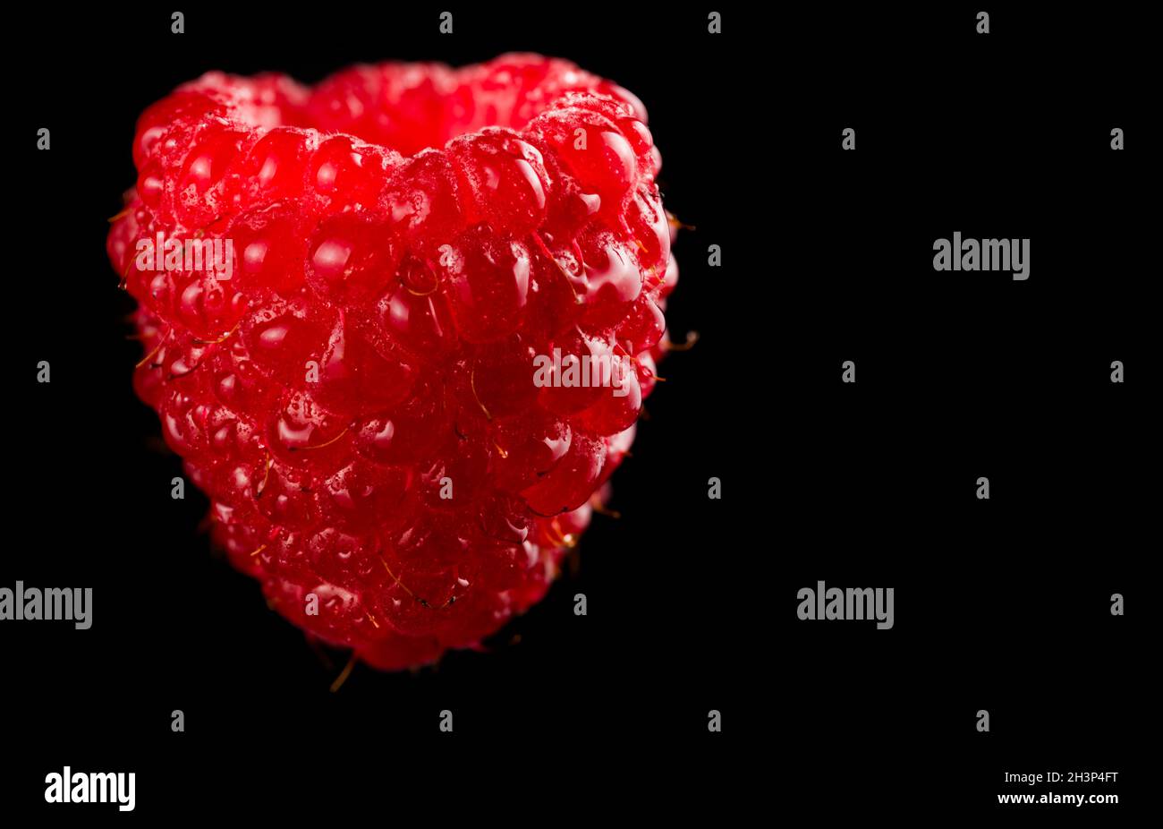 One wet raspberry closeup isolated on black background. Very detailed ...