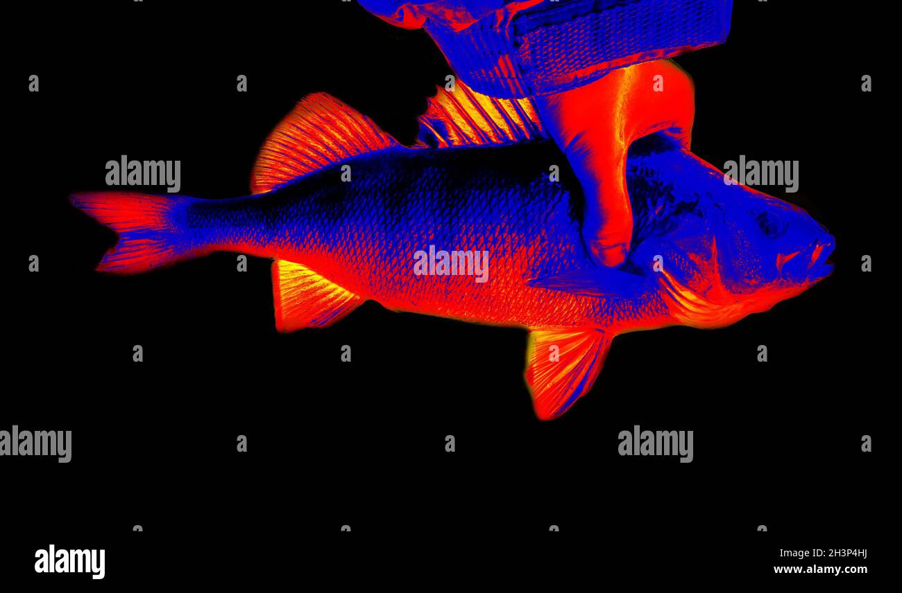 Thermography animal hi-res stock photography and images - Alamy