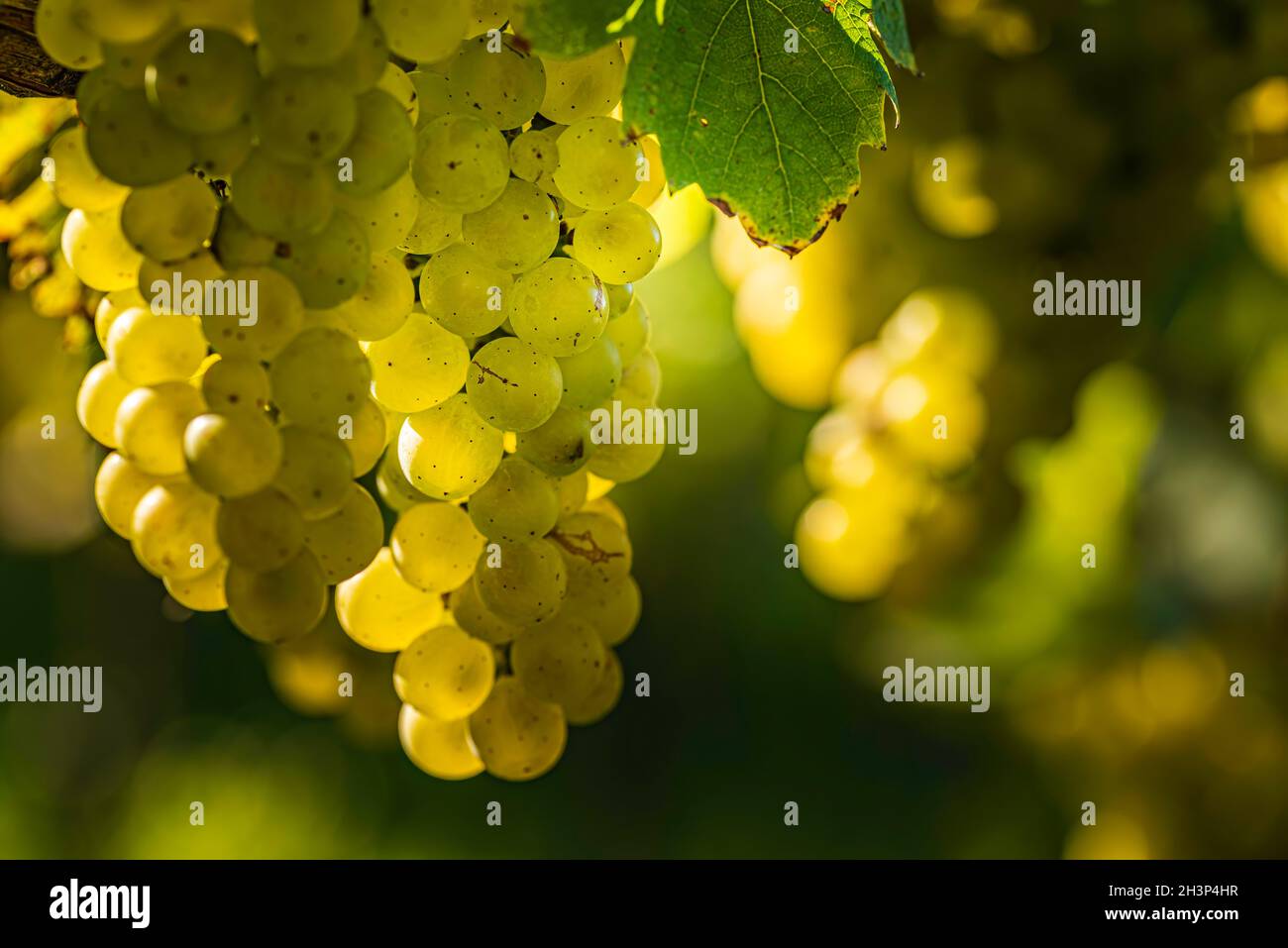 White grapes growing on vine in bright sunshine light Stock Photo - Alamy