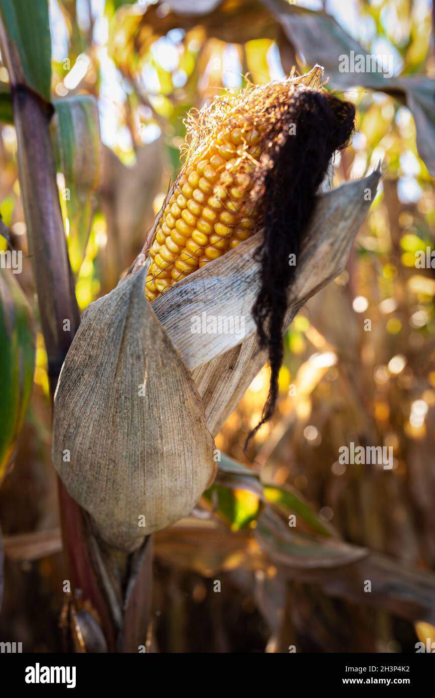 Growing grain agricultural industry yellow hi-res stock photography and ...