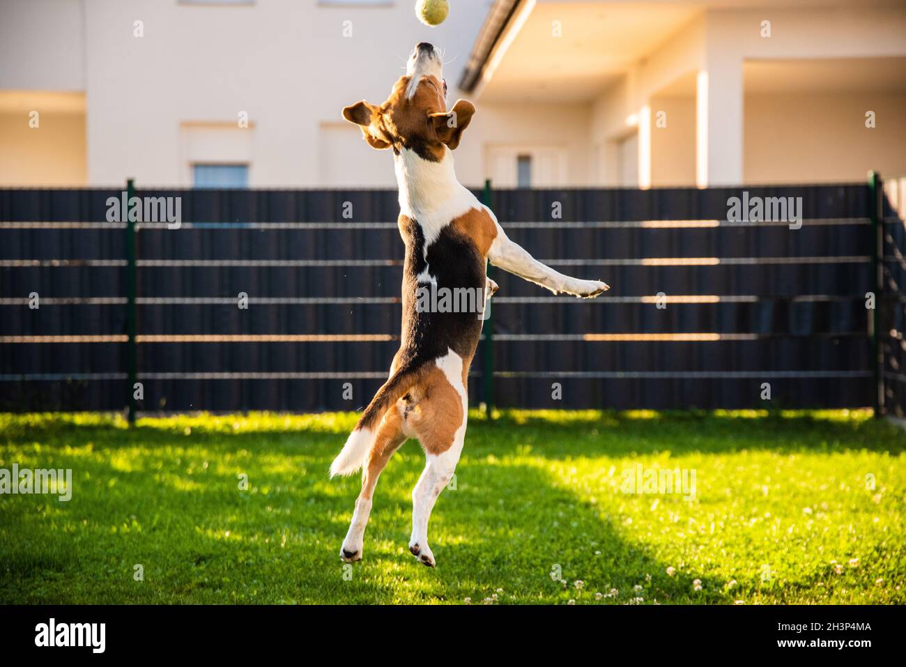 Jumping ball garden hi-res stock photography and images - Alamy
