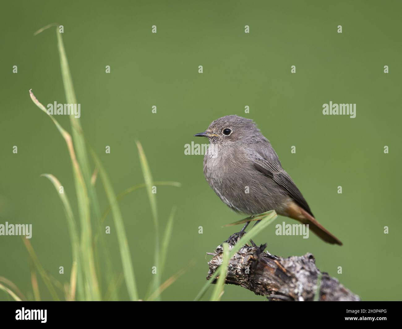 Breeding redstart hi-res stock photography and images - Alamy