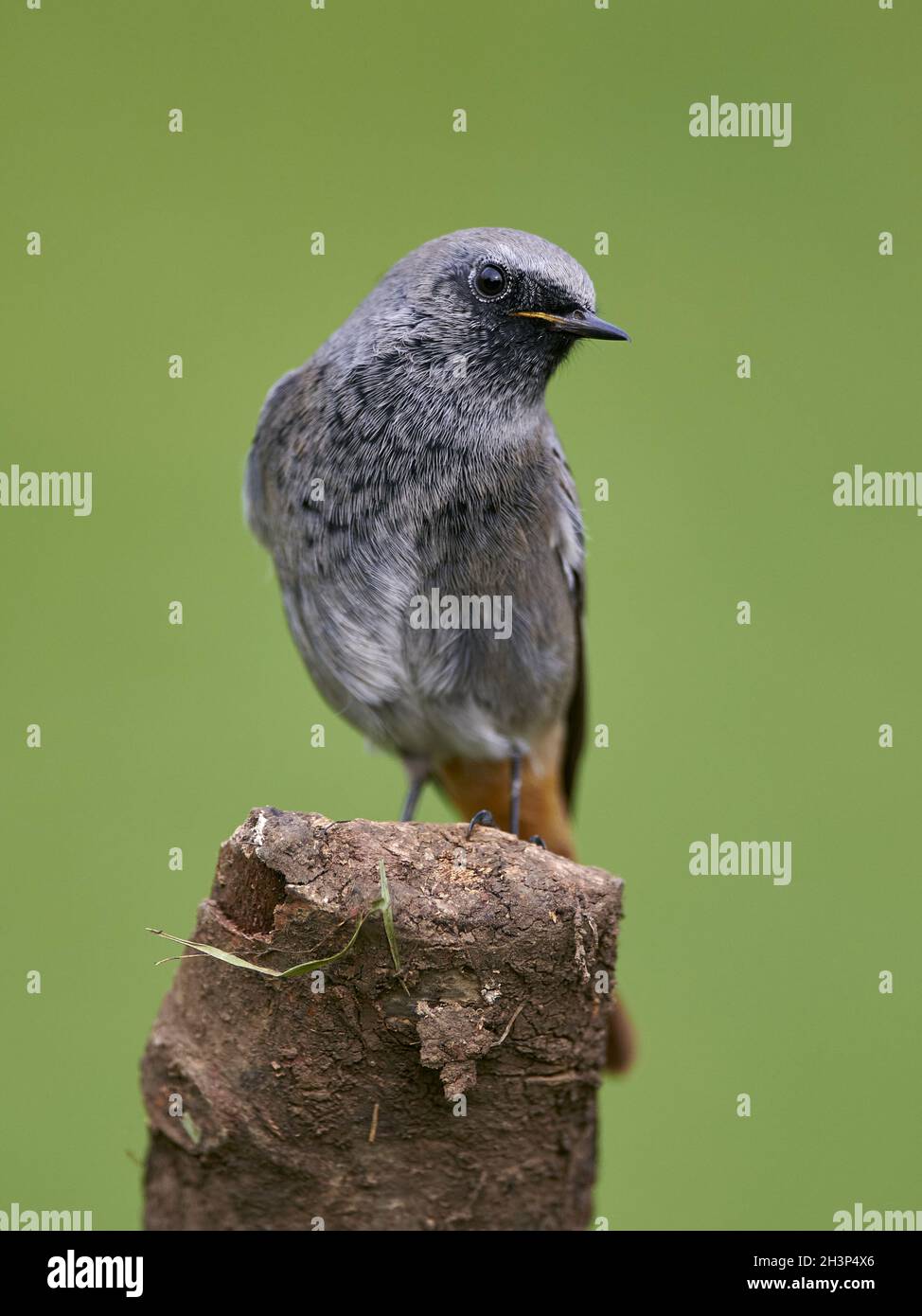 Breeding redstart hi-res stock photography and images - Alamy