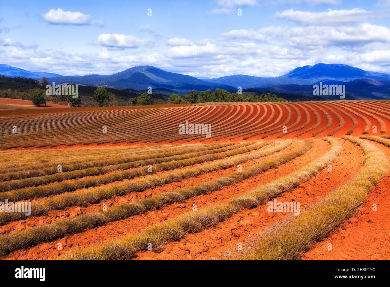 Red soil of Australian outback on remote agriculture lavender farm in ...
