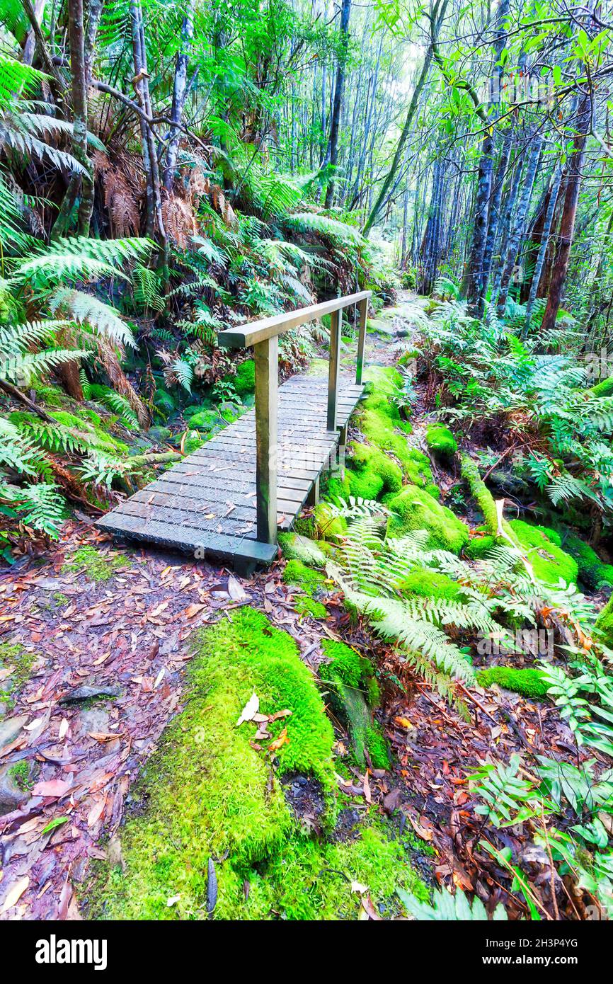 Remote walking track deep in cold temperate rainforest of Tasmania on ...