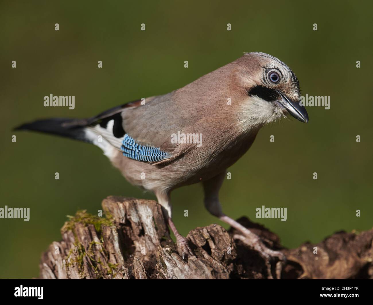 Jay bird songbird jays birds hi-res stock photography and images - Alamy