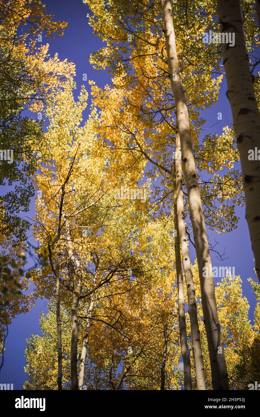 Fall foliage on Vail Mountain in Vail, Colorado Stock Photo - Alamy