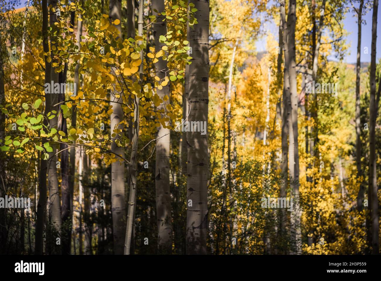 Fall foliage on Vail Mountain in Vail, Colorado Stock Photo - Alamy
