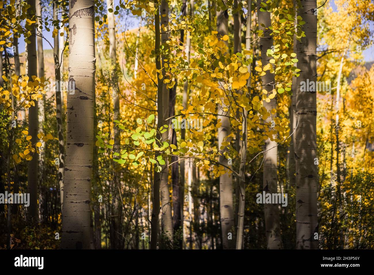 Fall foliage on Vail Mountain in Vail, Colorado Stock Photo - Alamy